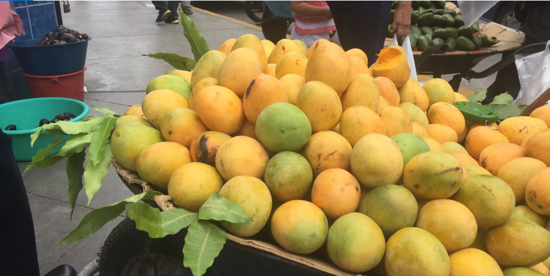 Casma: no se han afectado exportaciones de mango al mercado asiático ...