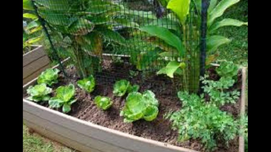 Cómo aprender a tener un biohuerto en casa | Radio Nacional